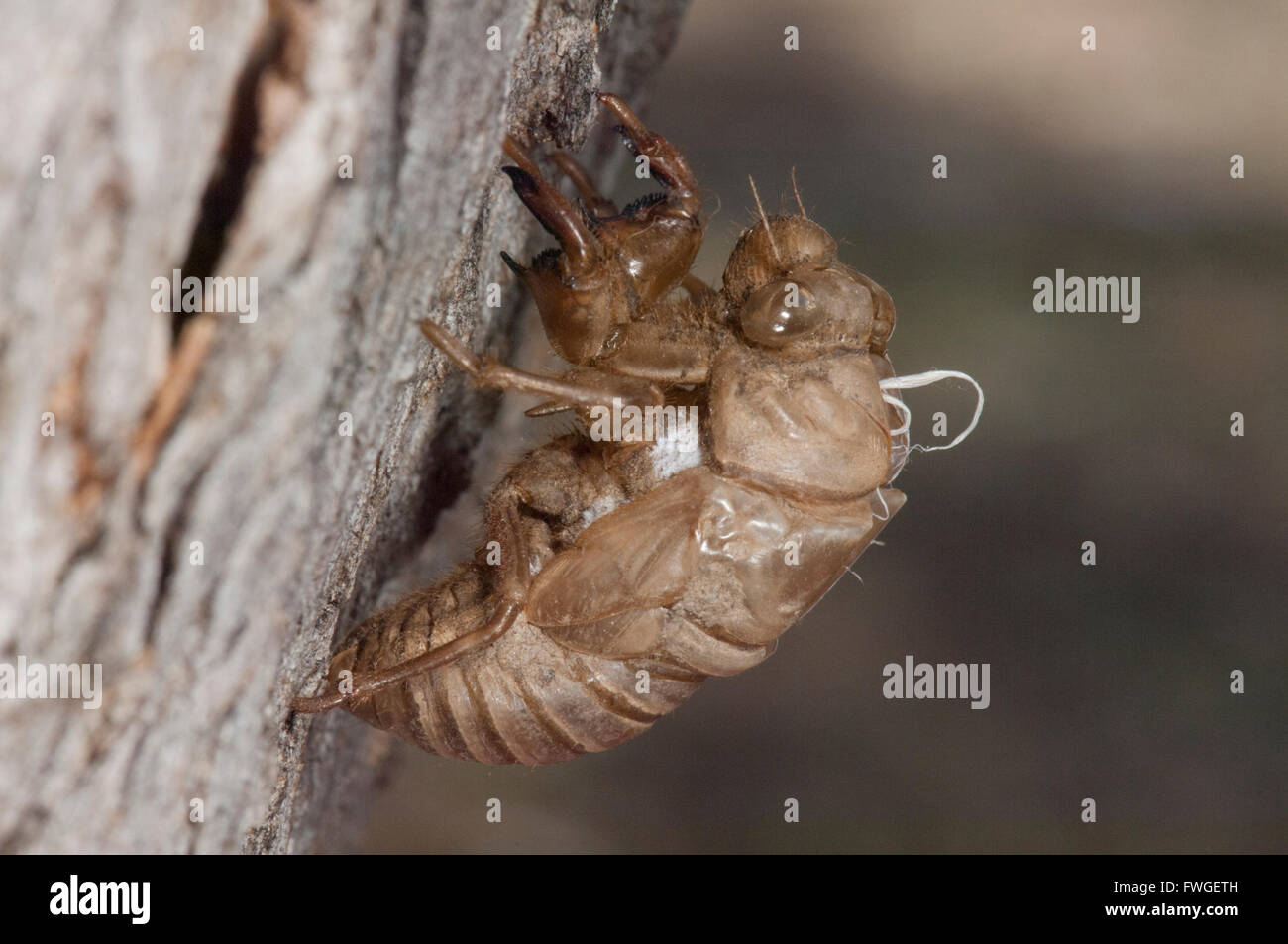 Animaux avec exosquelette Banque d'image et photos - Alamy
