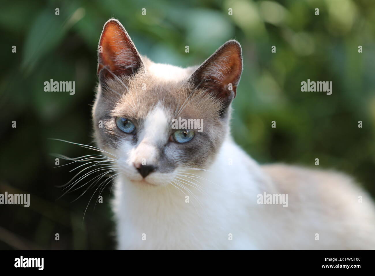 Beau chat Banque de photographies et d’images à haute résolution - Alamy