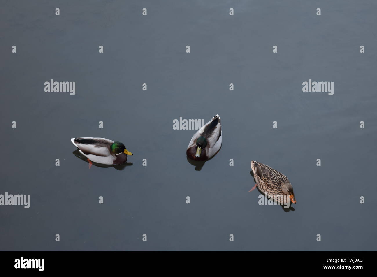 Canards en belgique Banque de photographies et d’images à haute ...