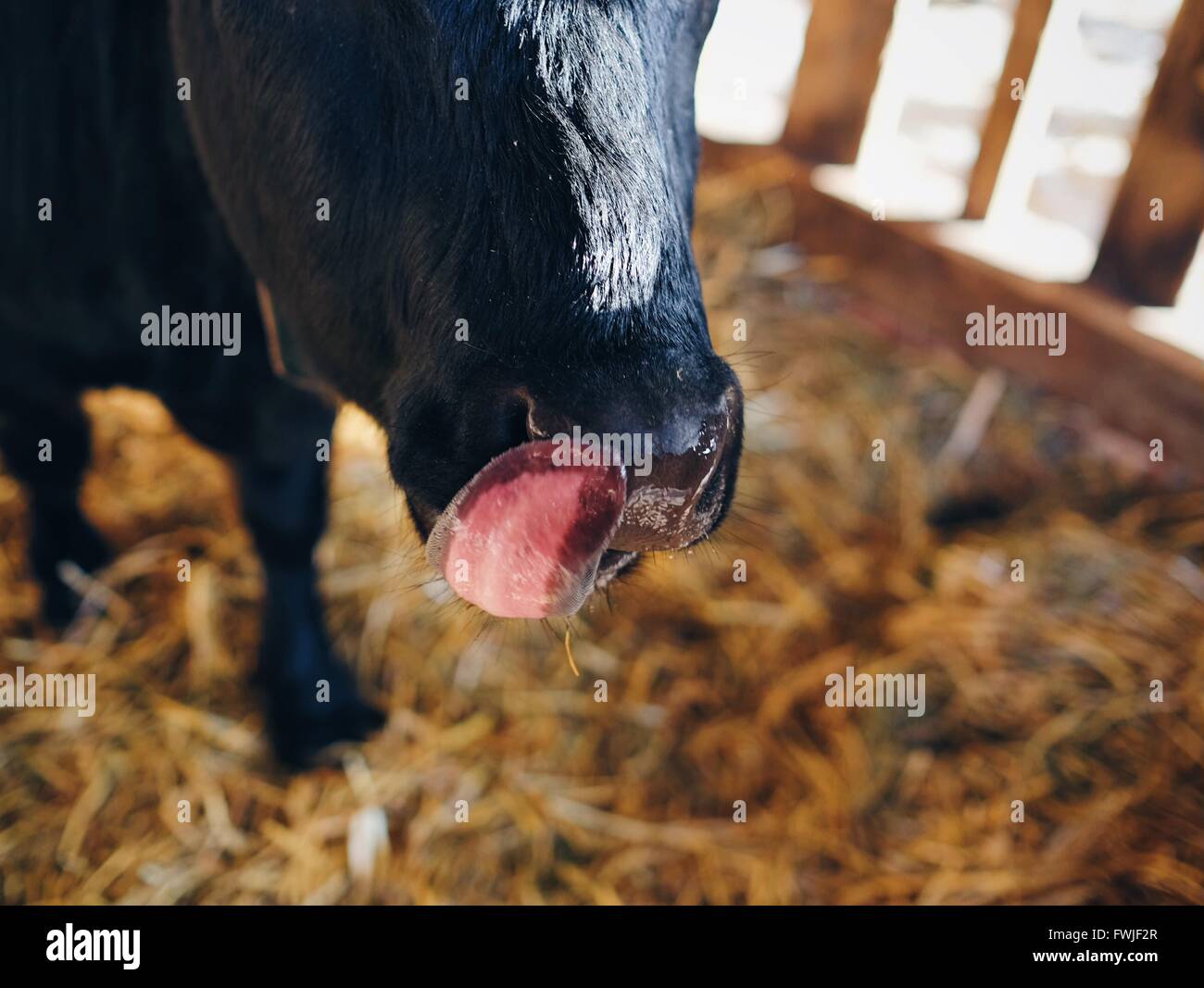 Langue de vache dehors Banque de photographies et d’images à haute ...