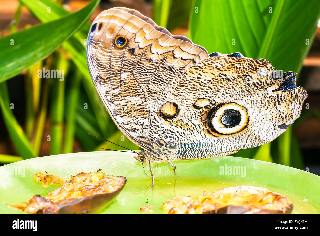 Papillon Hibou géant, forêt amazonienne, en Amérique du Sud Photo Stock ...