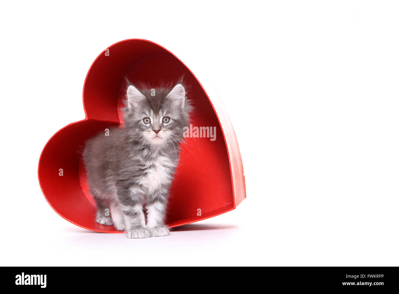 American Longhair Maine Coon Chaton (6 semaines) debout dans un cœur ...