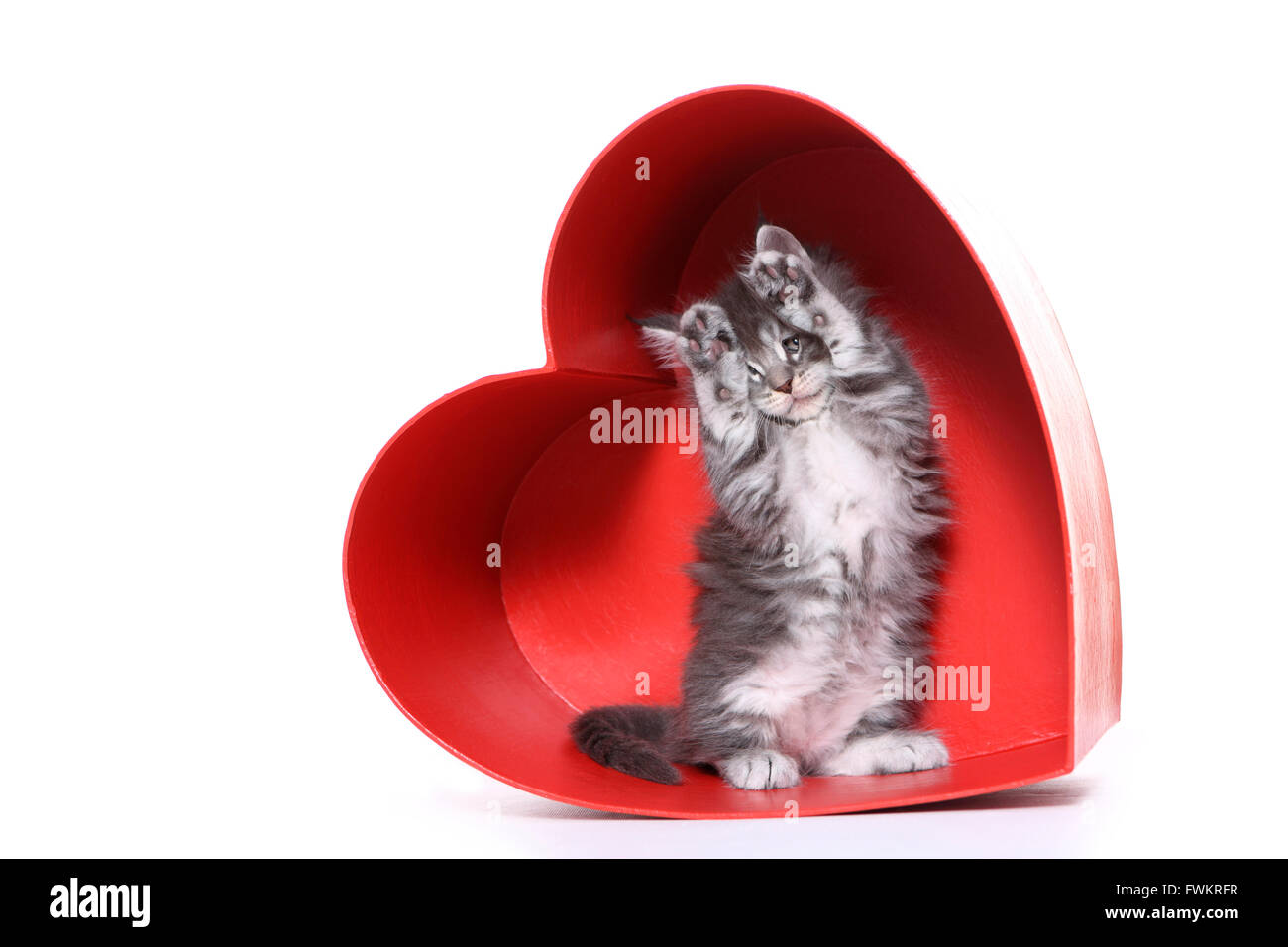 American Longhair Maine Coon Chaton (6 semaines) debout sur ses hanches ...