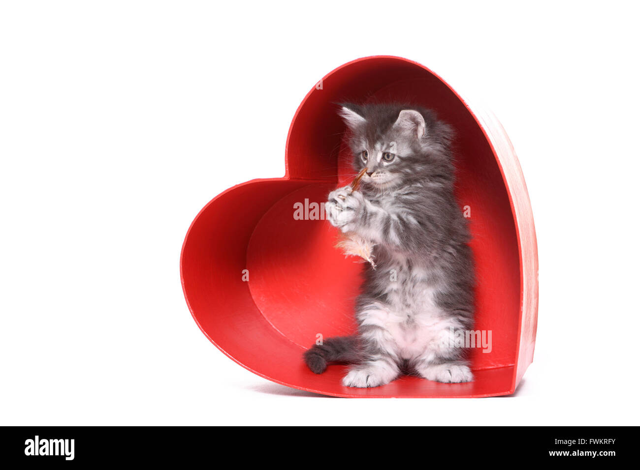 American Longhair Maine Coon Chaton (6 semaines) debout sur ses hanches ...