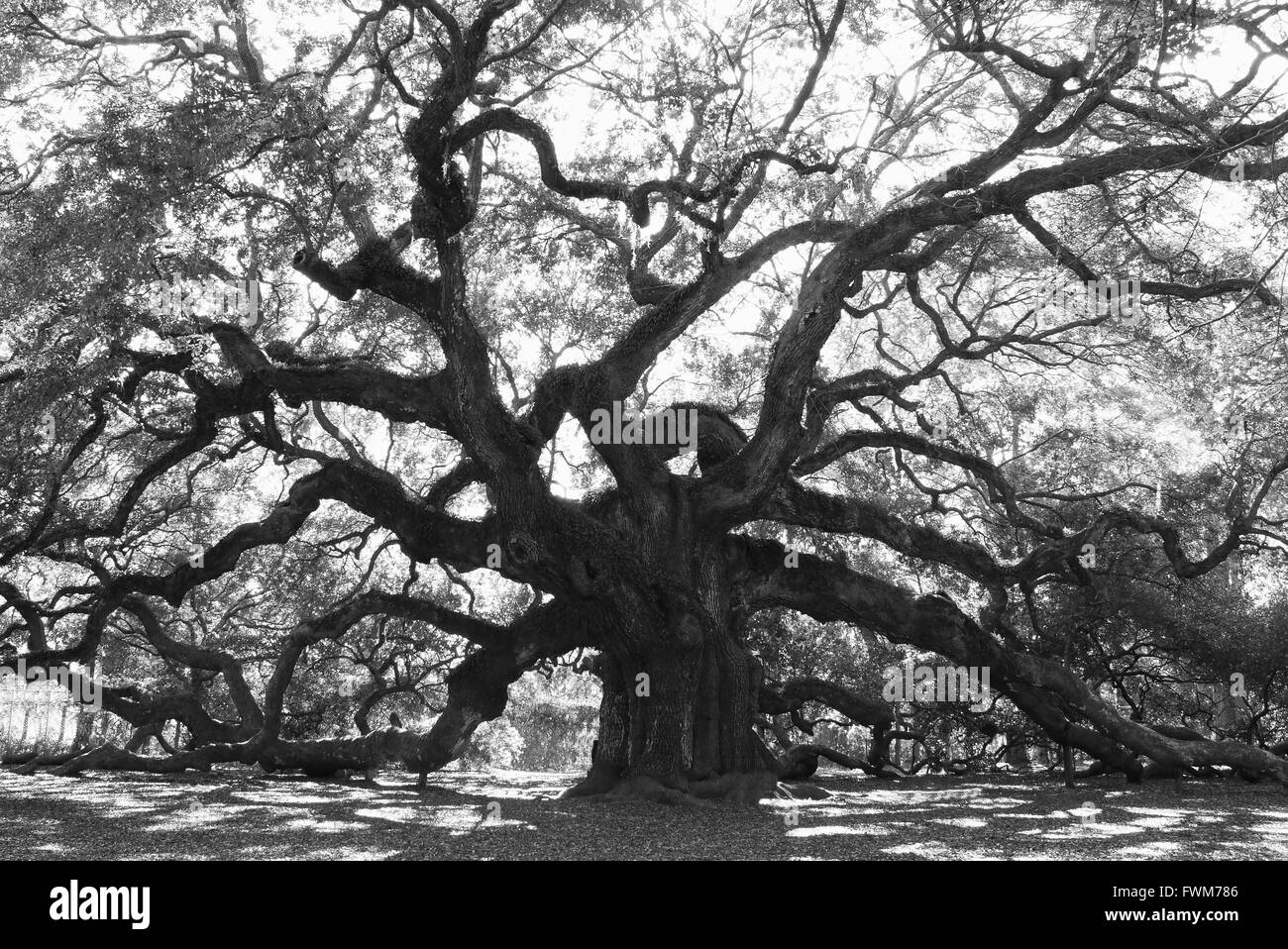Arbre de chêne - Angle chêne majestueux arbre angle en noir et blanc ...