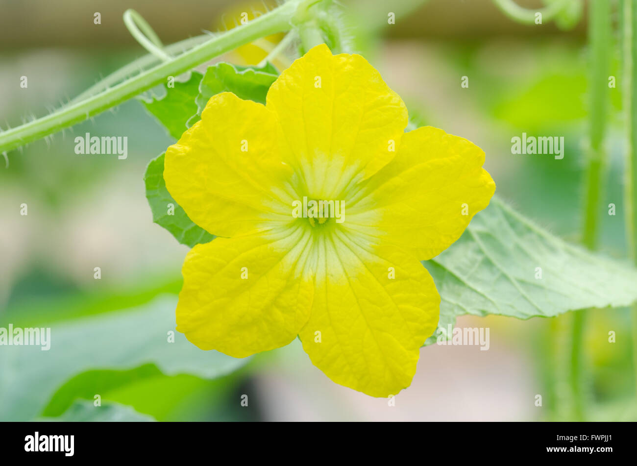Fleur de melon Banque de photographies et d’images à haute résolution ...