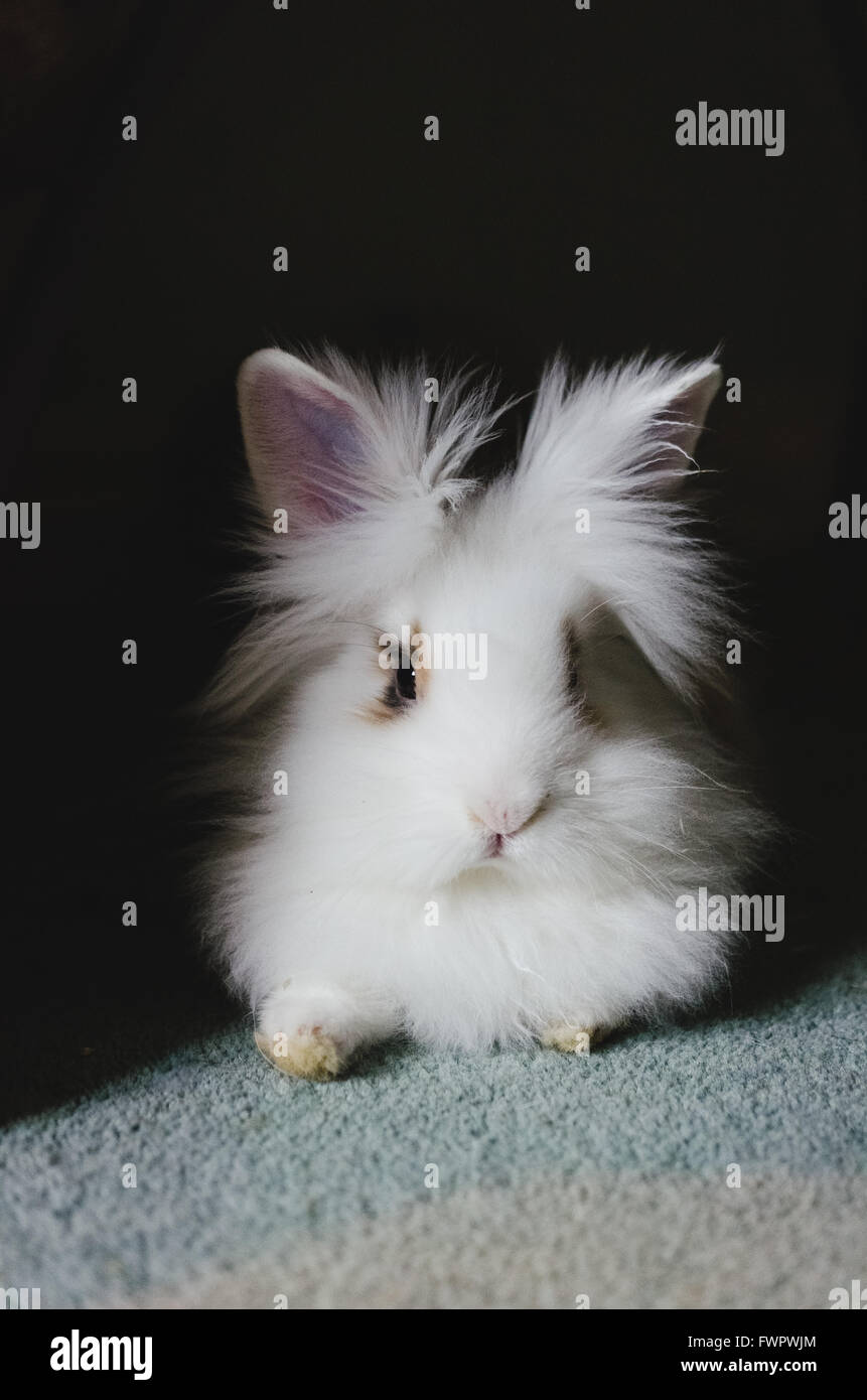 Portrait bunny rabbit in profile Banque de photographies et d’images à haute résolution - Alamy