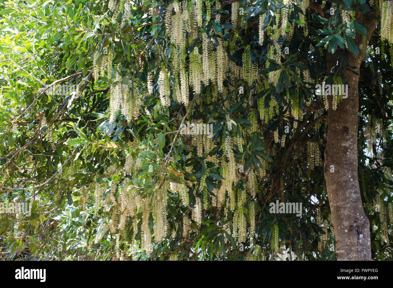 Macadamia integrifolia Banque de photographies et d’images à haute ...