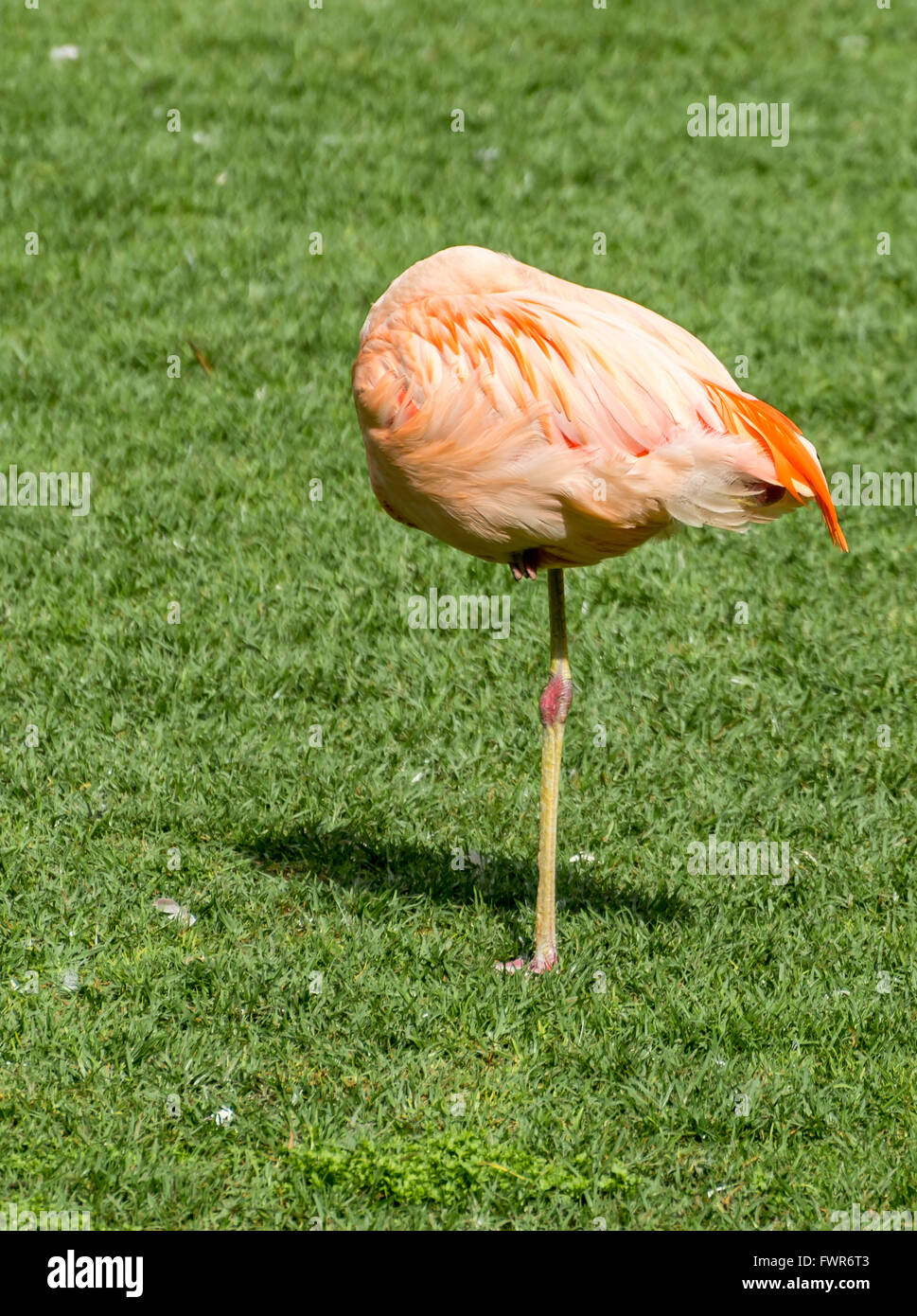Flamant rose endormi Banque de photographies et d’images à haute ...