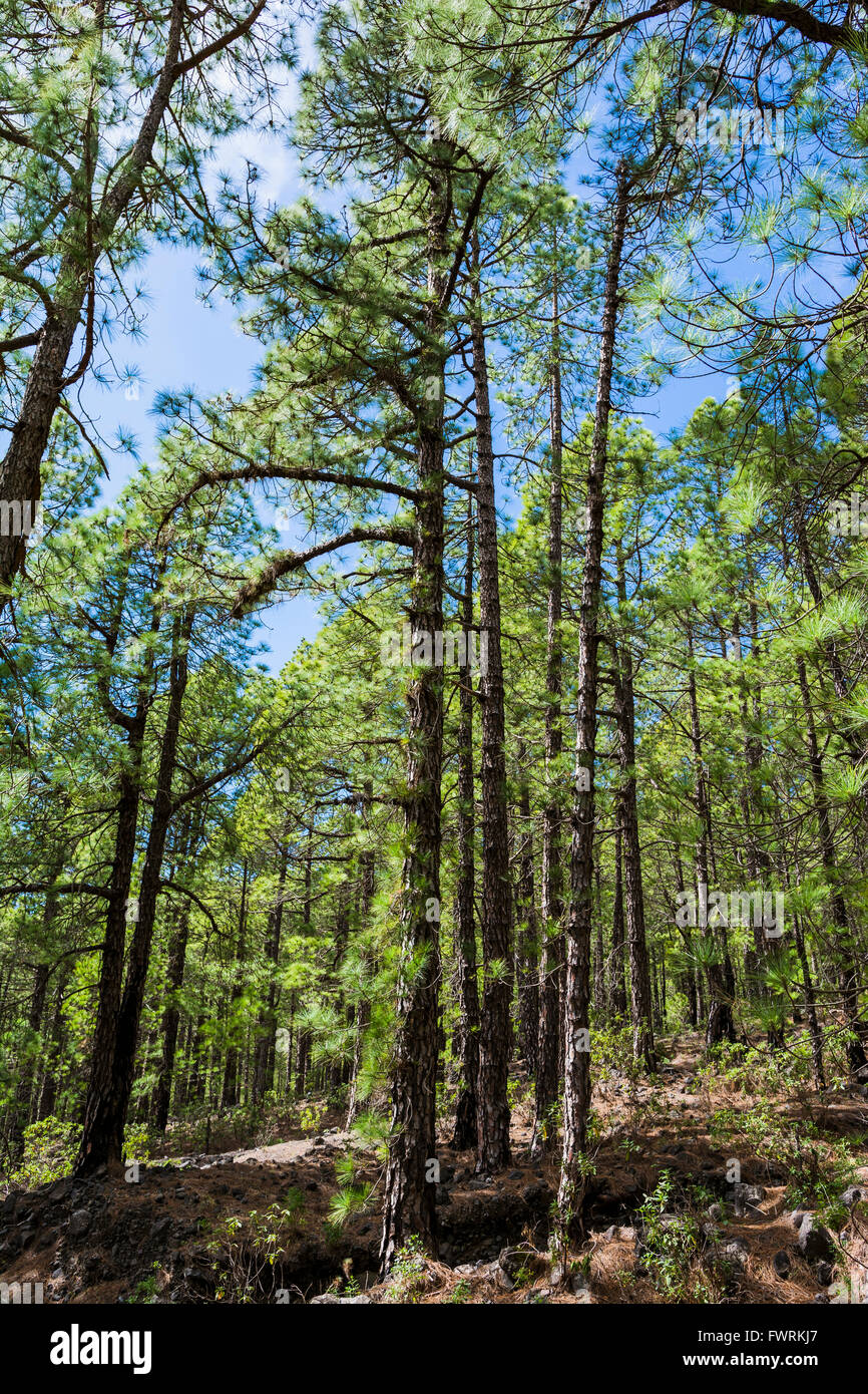 Pinus canariensis, l'île des Pins, est une espèce du genre Pinus, de la ...