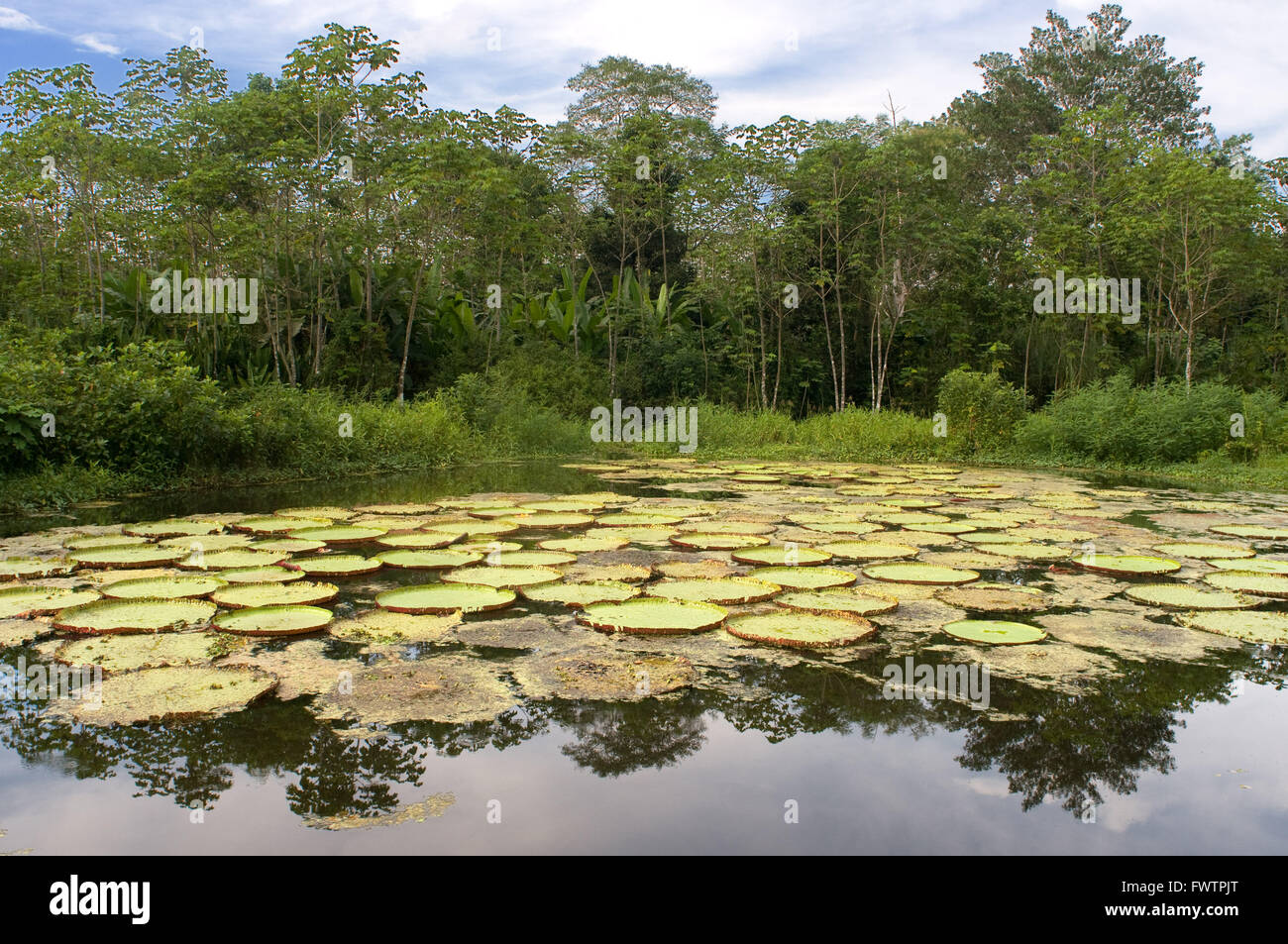 Plante aquatique amazonienne Banque de photographies et d’images à ...