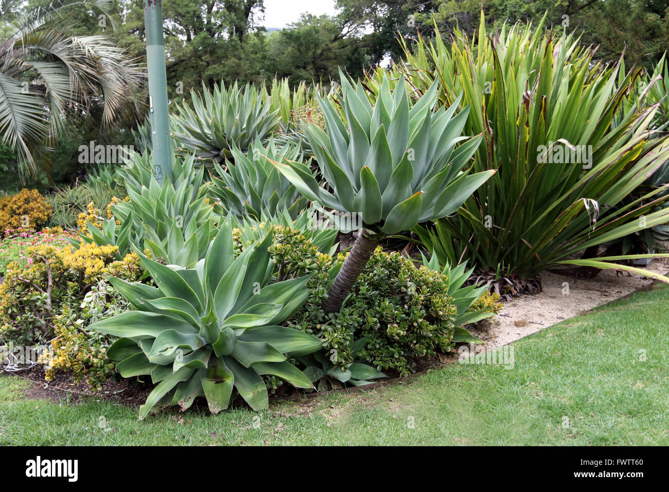 Agave attenuata Banque de photographies et d’images à haute résolution ...
