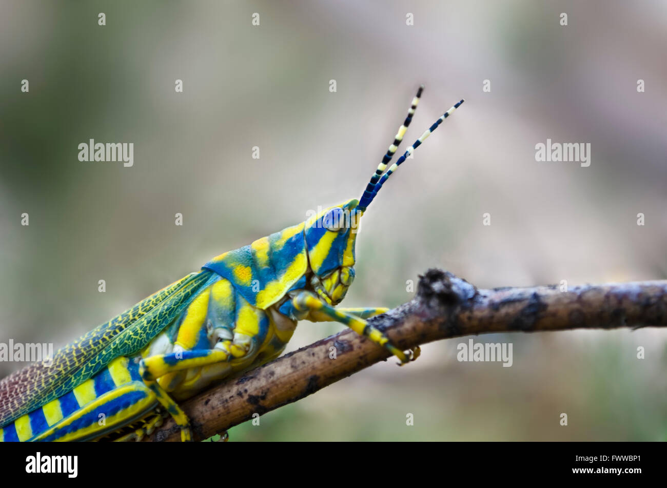 Poekilocerus pictus Banque de photographies et d’images à haute ...