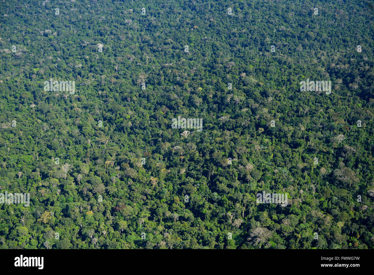 Forêt amazonienne amazonienne Banque de photographies et d’images à ...