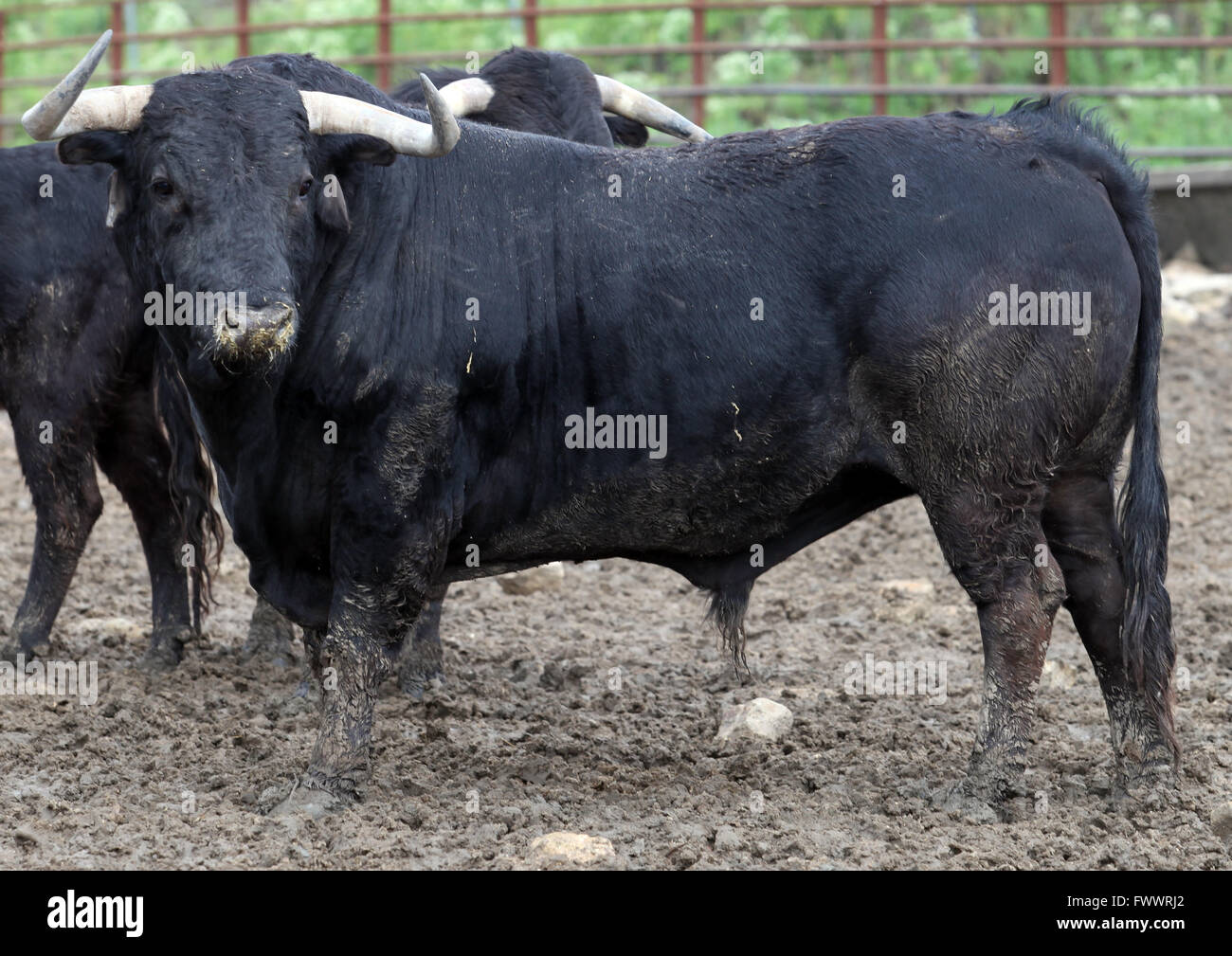 Taureau Espagnol Banque d'image et photos - Alamy