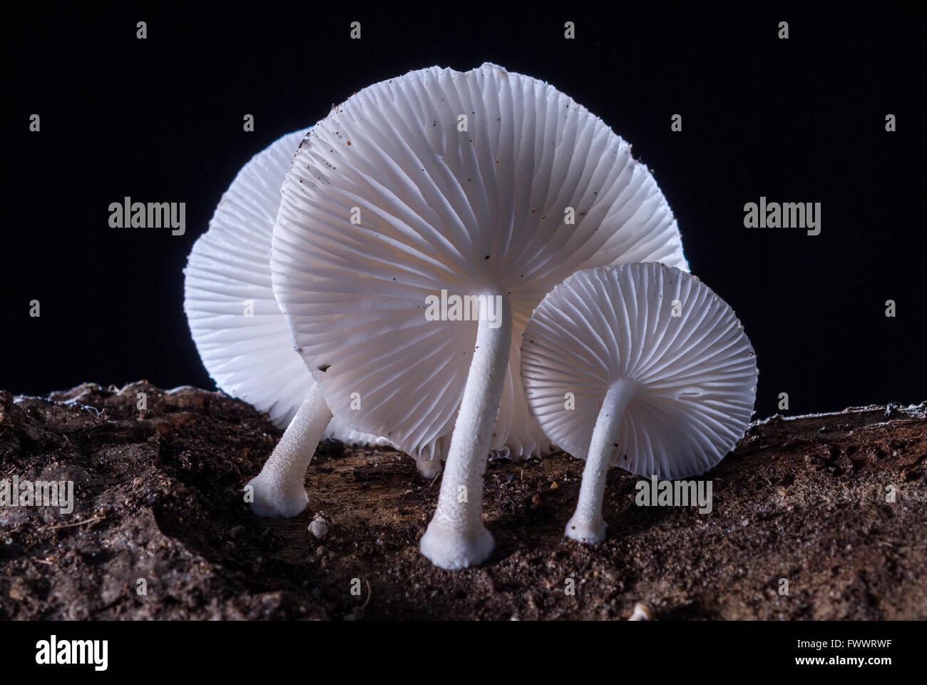 Tronc d'arbre noir et blanc aux champignons Banque de photographies et d’images à haute ...