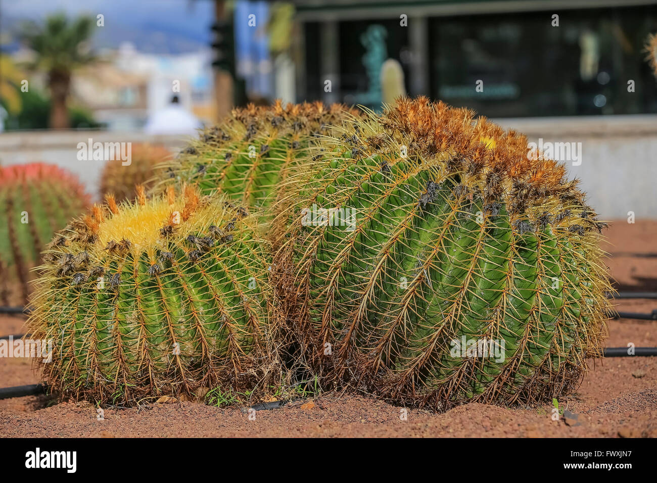 Cactus canari Banque de photographies et d’images à haute résolution ...