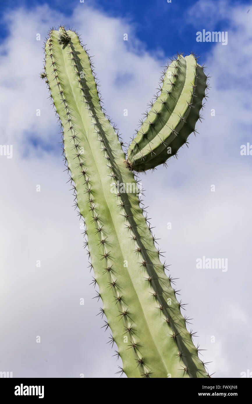 Cactus canari Banque de photographies et d’images à haute résolution ...