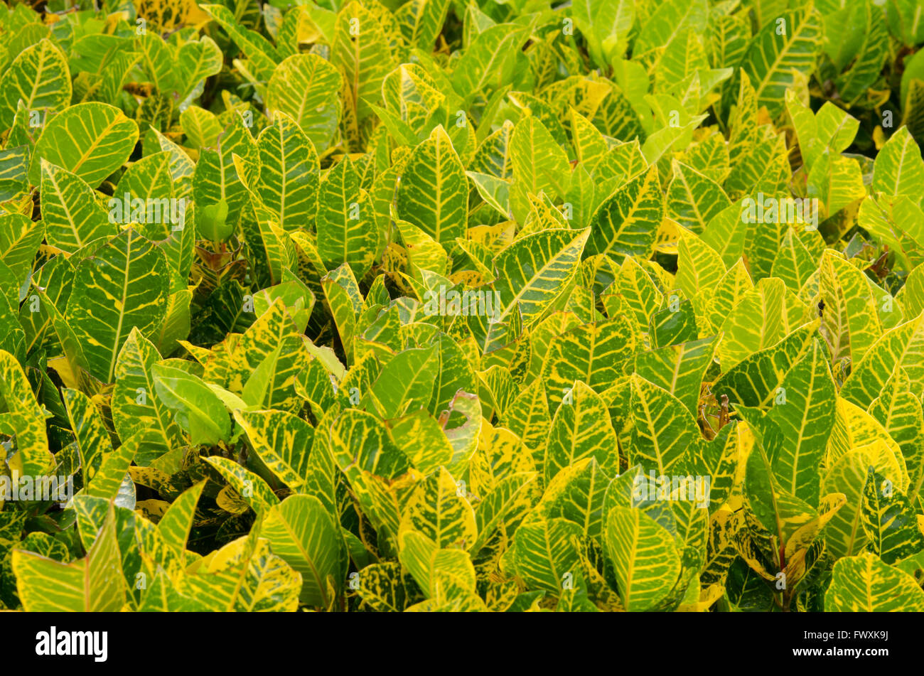Croton plant codiaeum variegatum Banque de photographies et d’images à ...