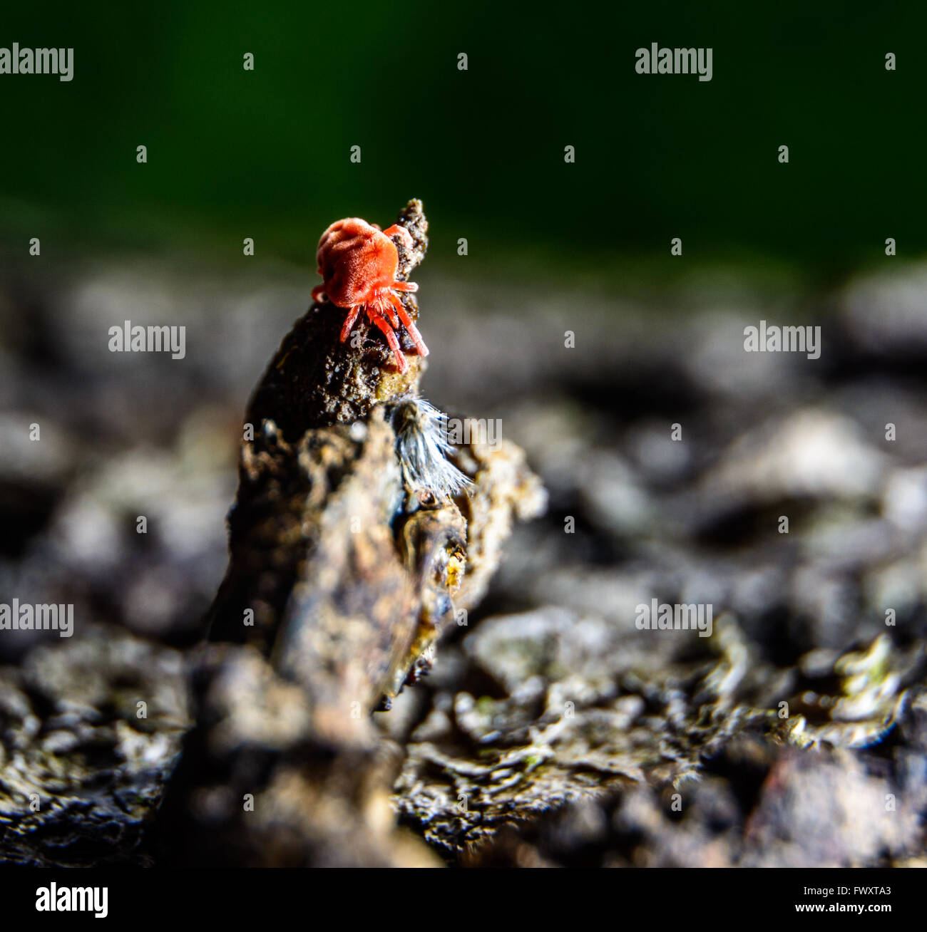 Acarien rouge Banque de photographies et d’images à haute résolution ...