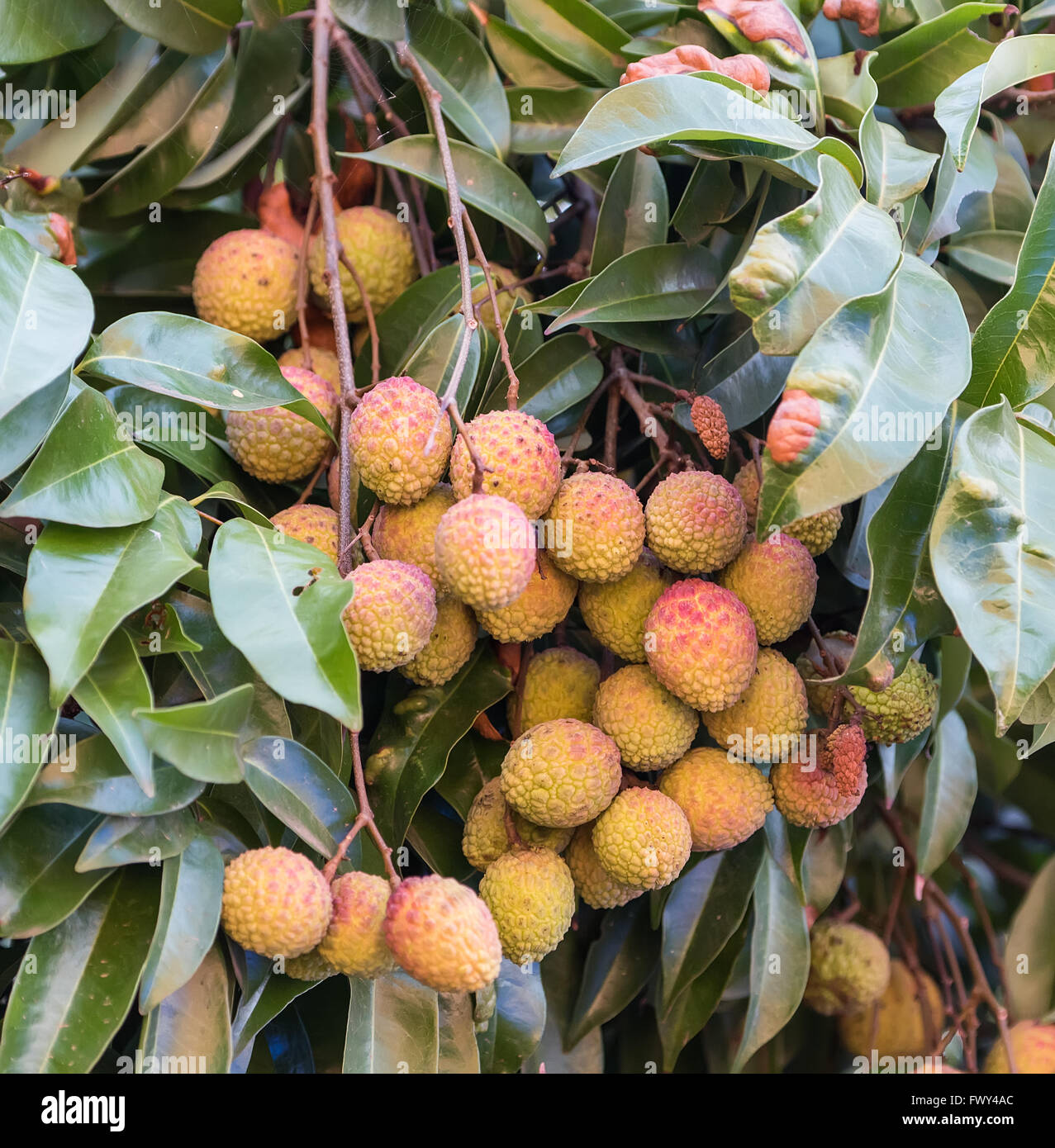 Lychee tree Banque de photographies et d’images à haute résolution - Alamy