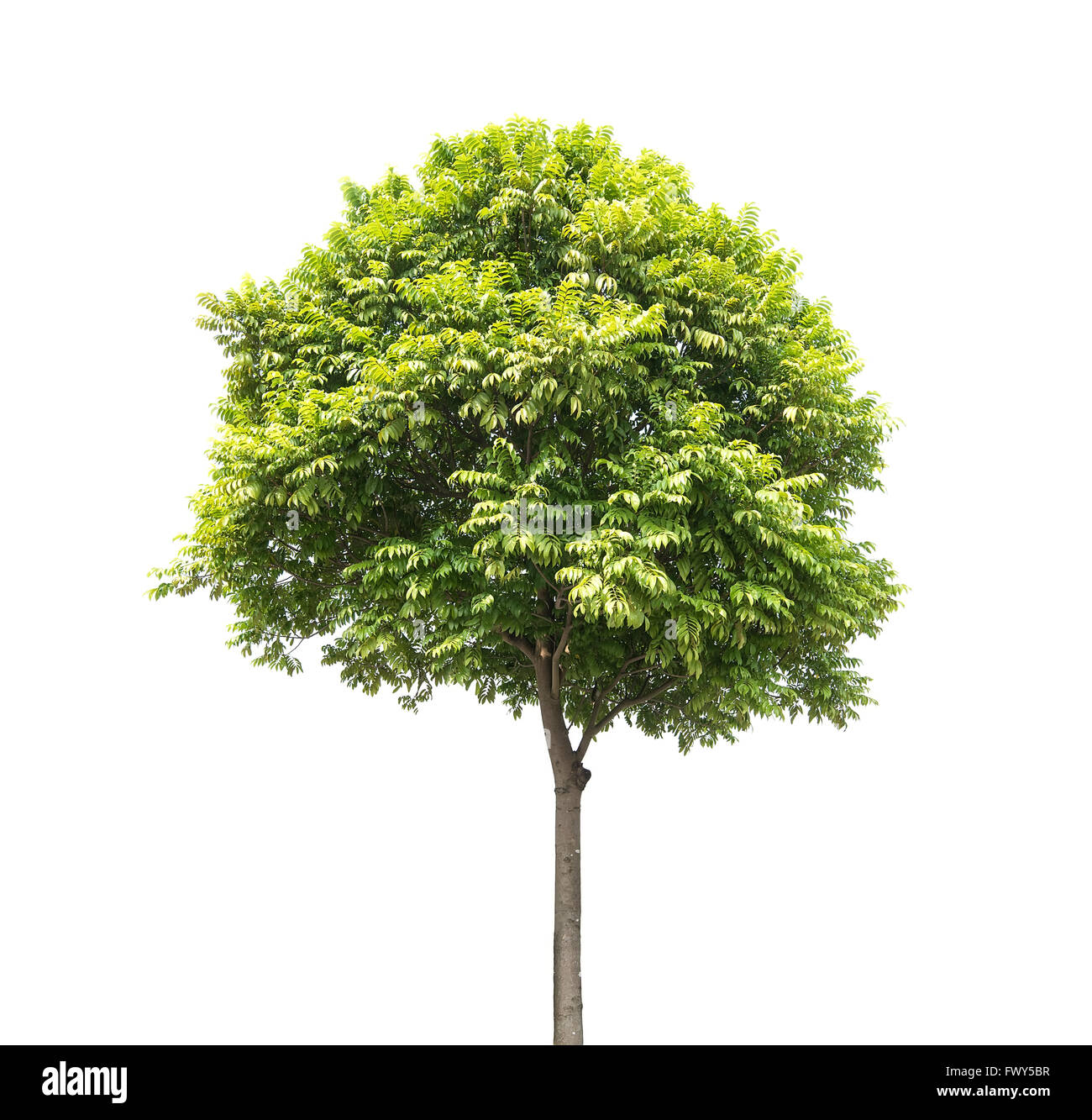 Plante arbre Banque de photographies et d’images à haute résolution - Alamy