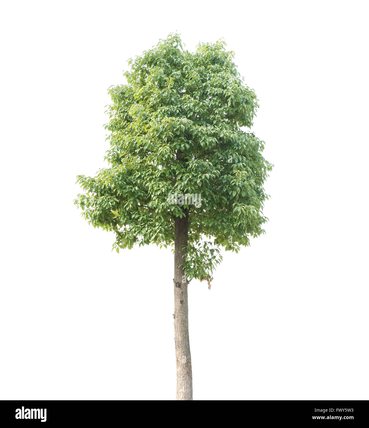 Plante arbre Banque de photographies et d’images à haute résolution - Alamy