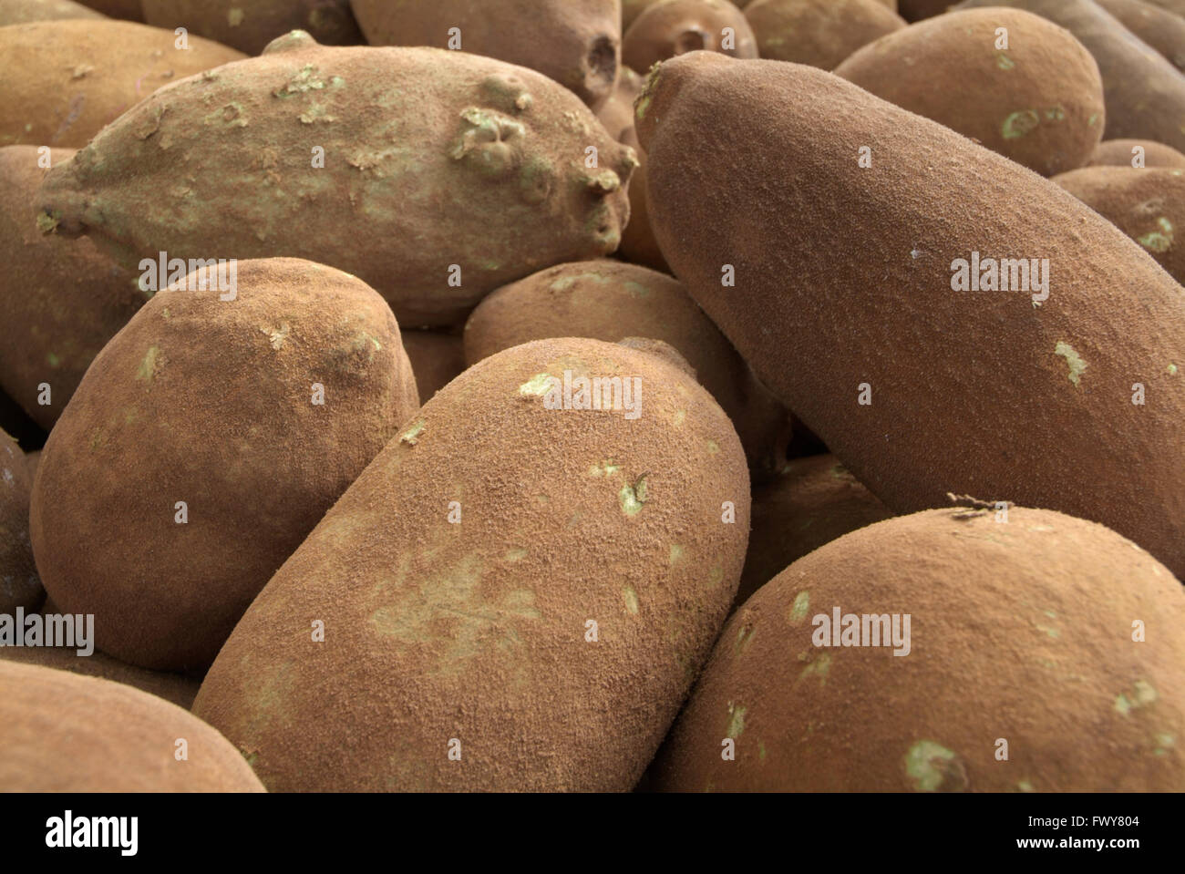 Cupuaçu, fruits typiques brésiliens de l'Amazonie Photo Stock - Alamy