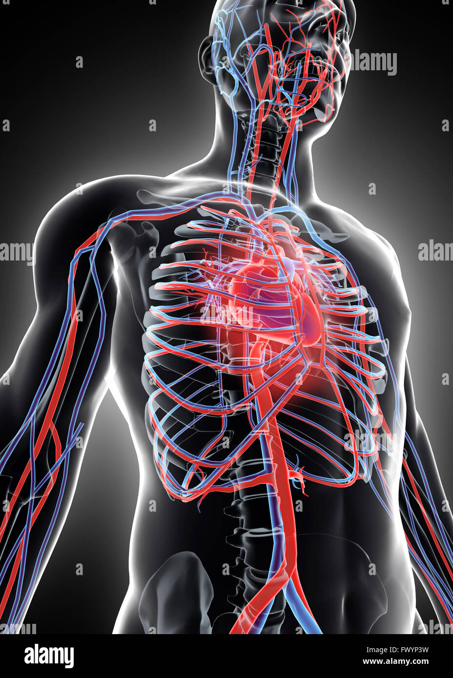 Système interne de l'appareil circulatoire - concept médical - 3D ...