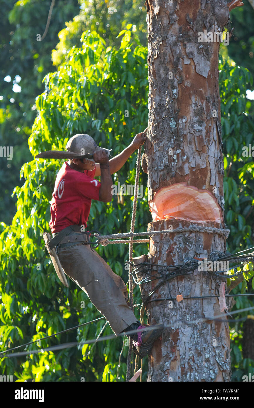 Machete cut make Banque de photographies et d’images à haute résolution ...