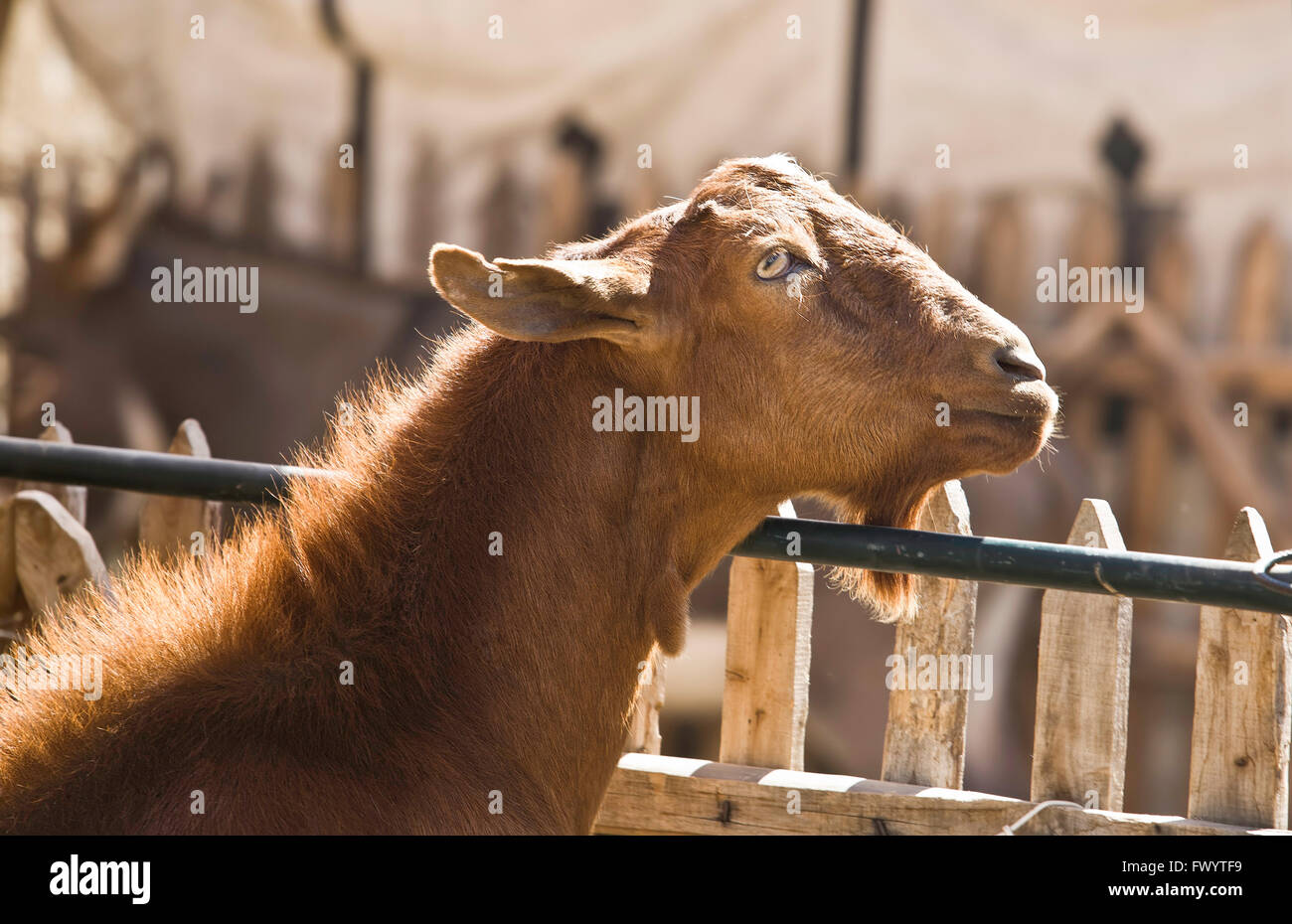Chèvre drôle Banque de photographies et d’images à haute résolution - Alamy