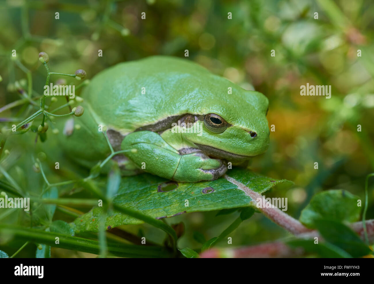 Rainette assis sur une feuille Banque de photographies et d’images à ...