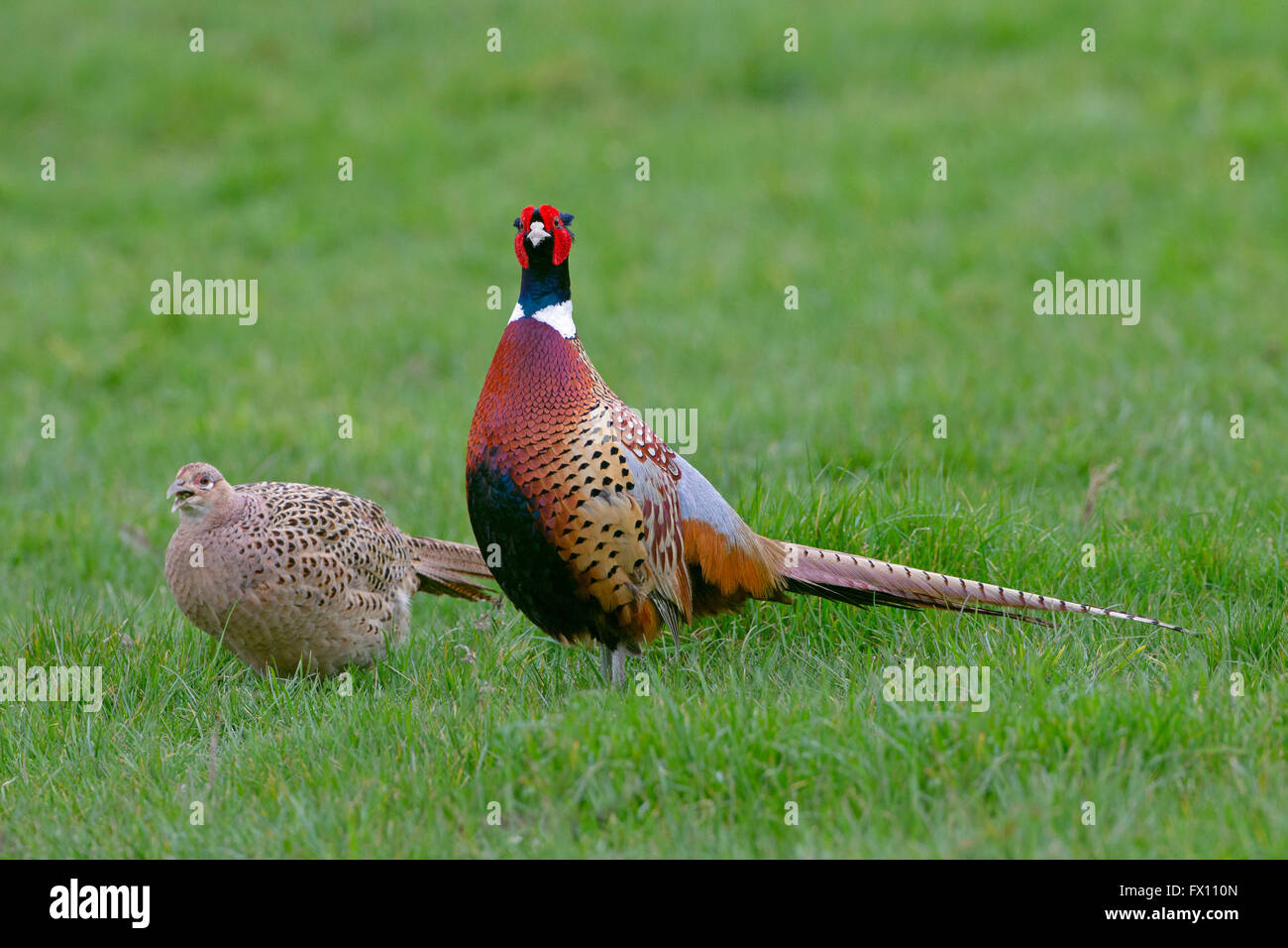 Faisan commun femelle Banque de photographies et d’images à haute ...