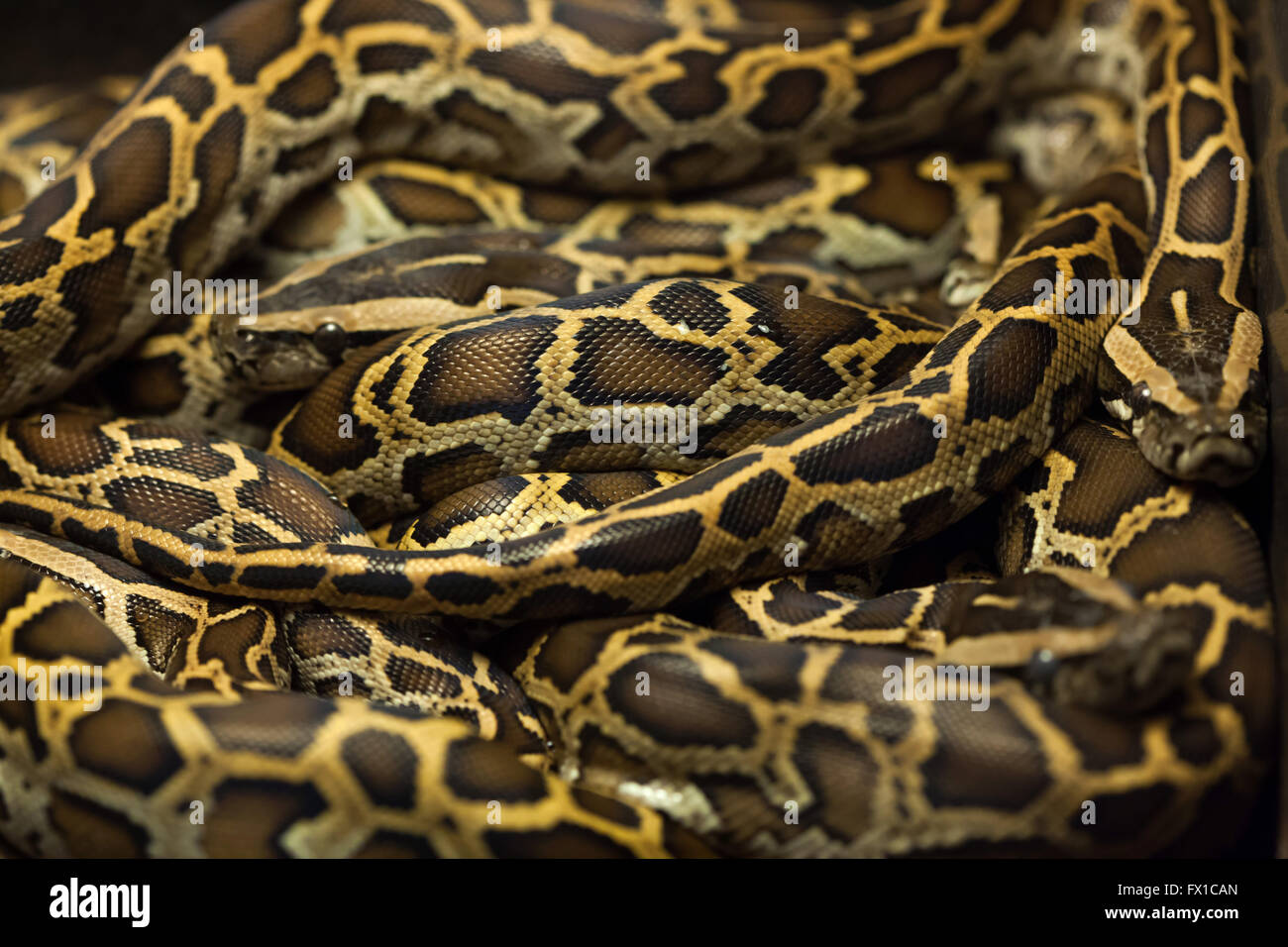Baby python Banque de photographies et d’images à haute résolution - Alamy