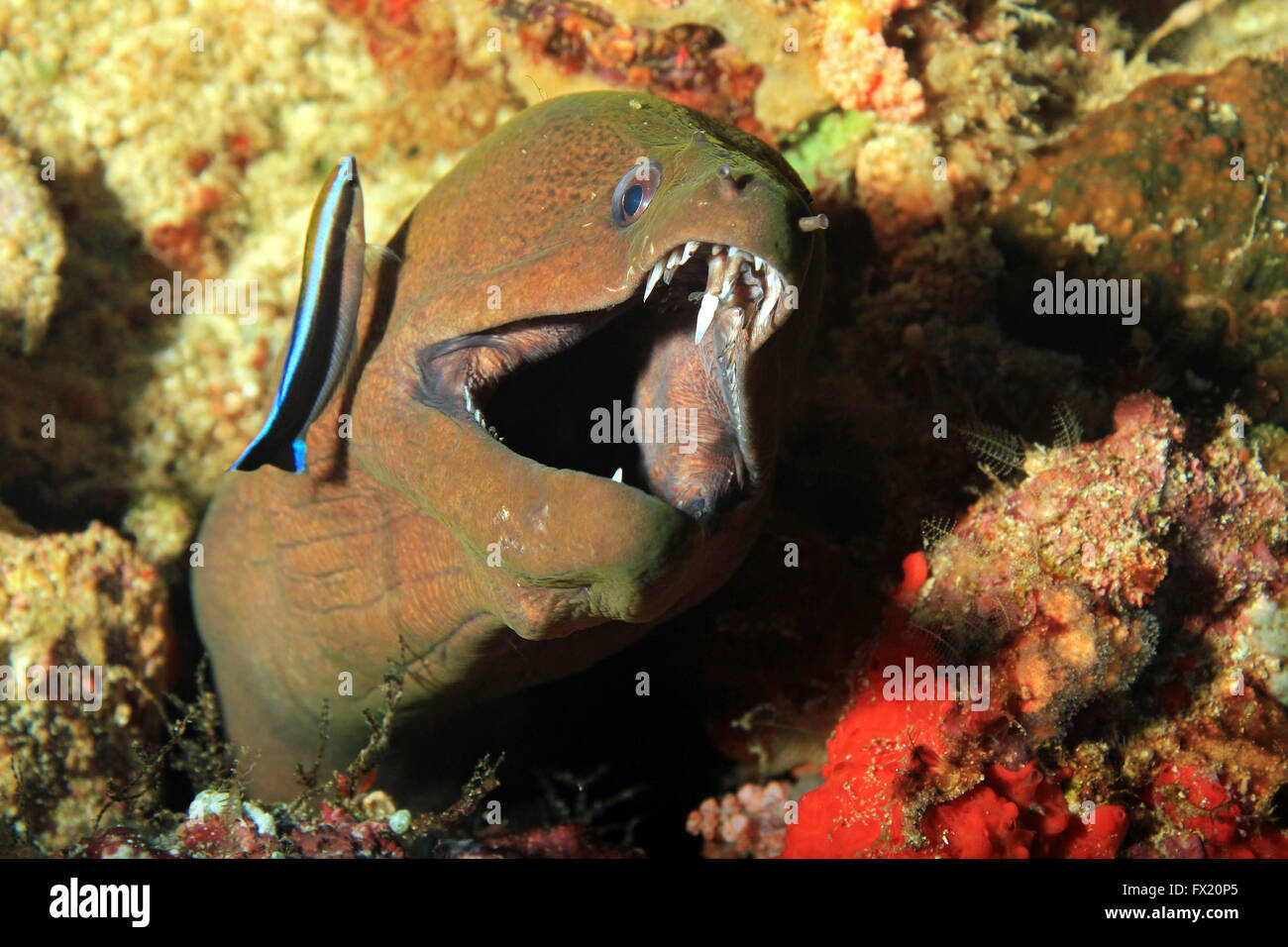 Murène géante avec la bouche ouverte Banque de photographies et d ...