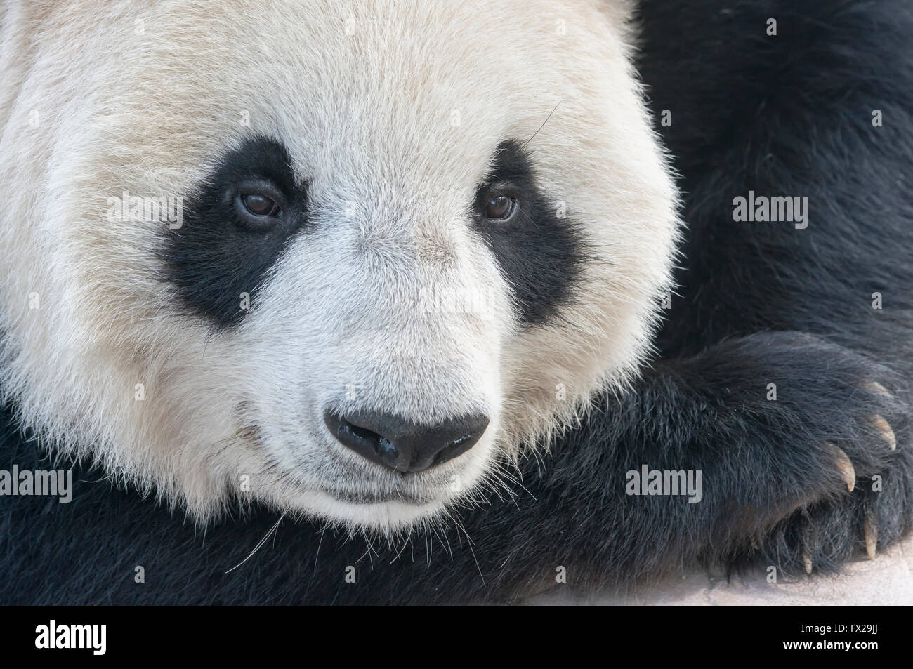 Des profils grand panda (Ailuropoda melanoleuca), de la Chine et de ...