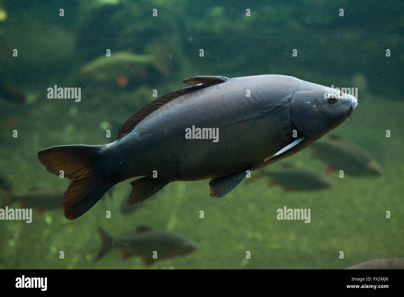 Carpe miroir Banque de photographies et d’images à haute résolution - Alamy