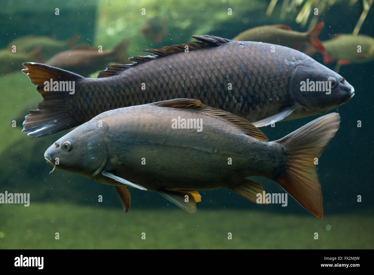 Carpe miroir Banque de photographies et d’images à haute résolution - Alamy
