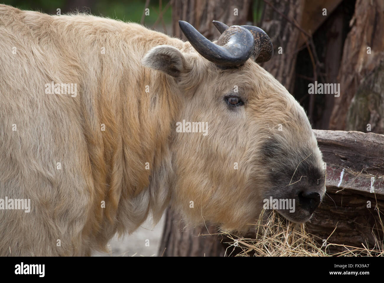Tibetan takin Banque de photographies et d’images à haute résolution ...