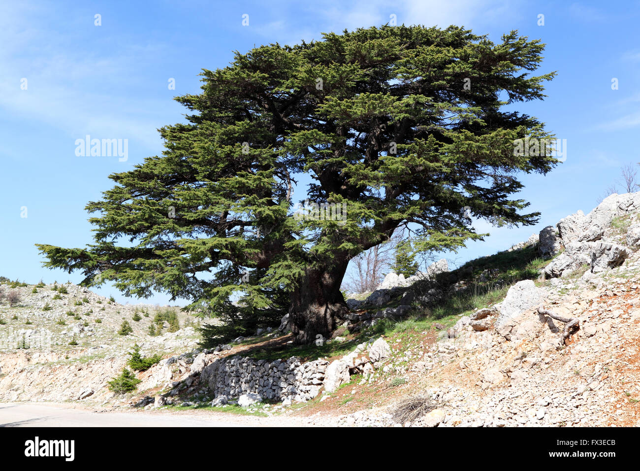Cedre arbre Banque de photographies et d’images à haute résolution - Alamy