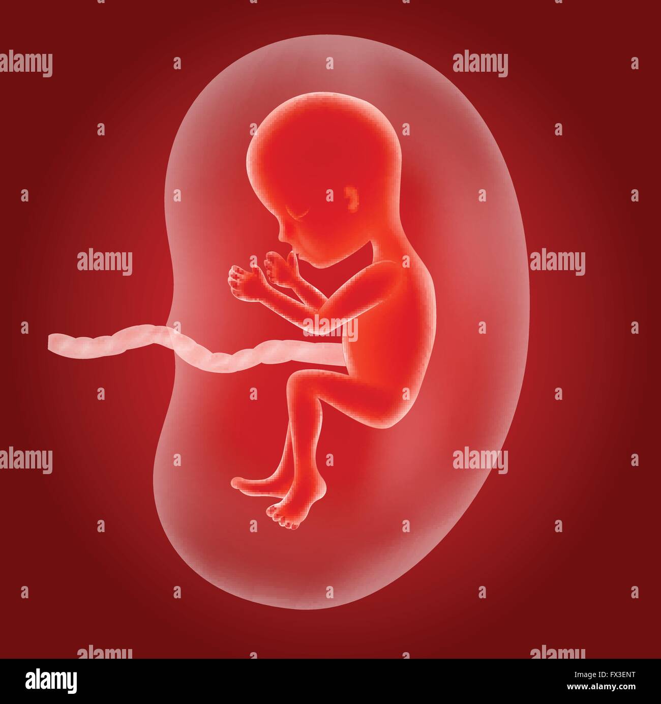 Anatomie de l'utérus gravide humain Banque de photographies et d’images ...