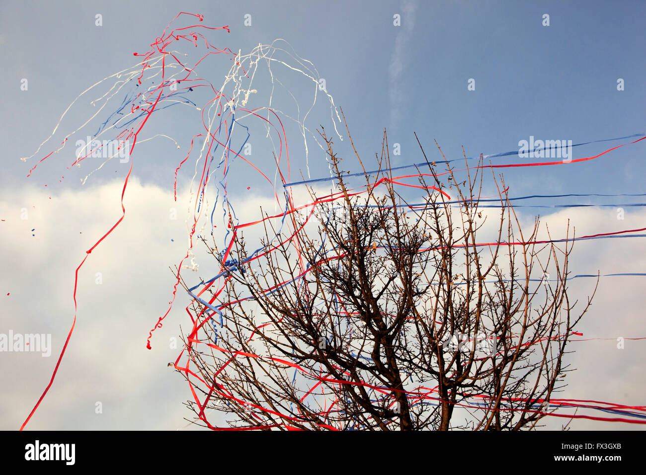 Arbre dans le vent Banque de photographies et d’images à haute ...