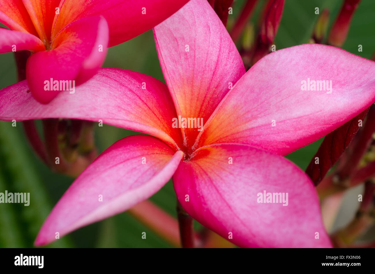 Frangipanier rose Banque de photographies et d’images à haute ...