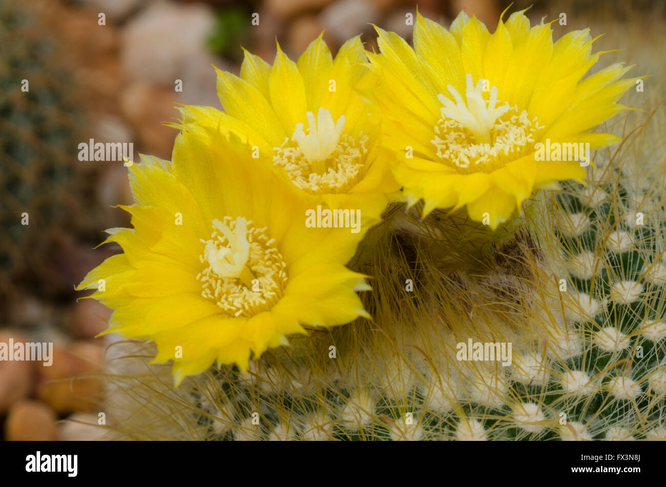 Fleur de cactus Banque de photographies et d’images à haute résolution ...