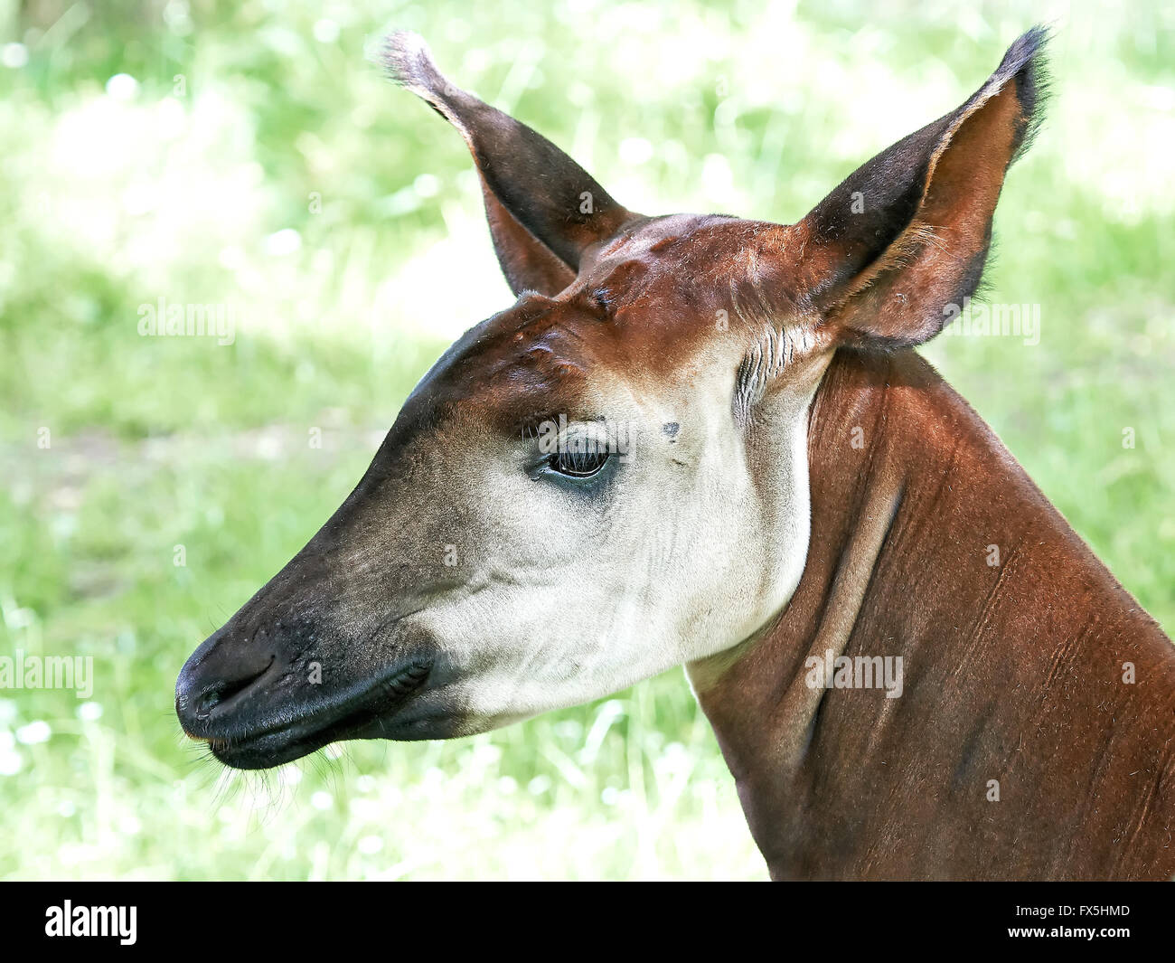 Okapi wild Banque de photographies et d’images à haute résolution - Alamy