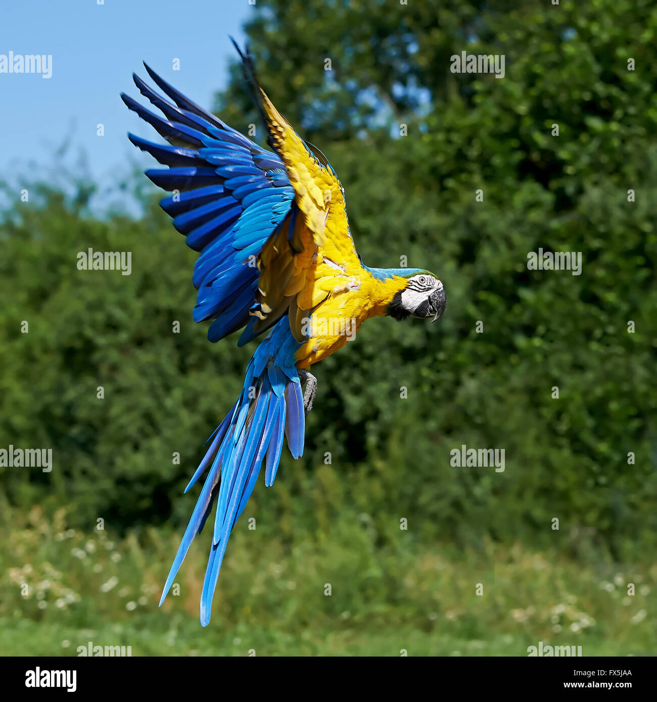 Ara bleu et jaune en vol dans son habitat Photo Stock - Alamy