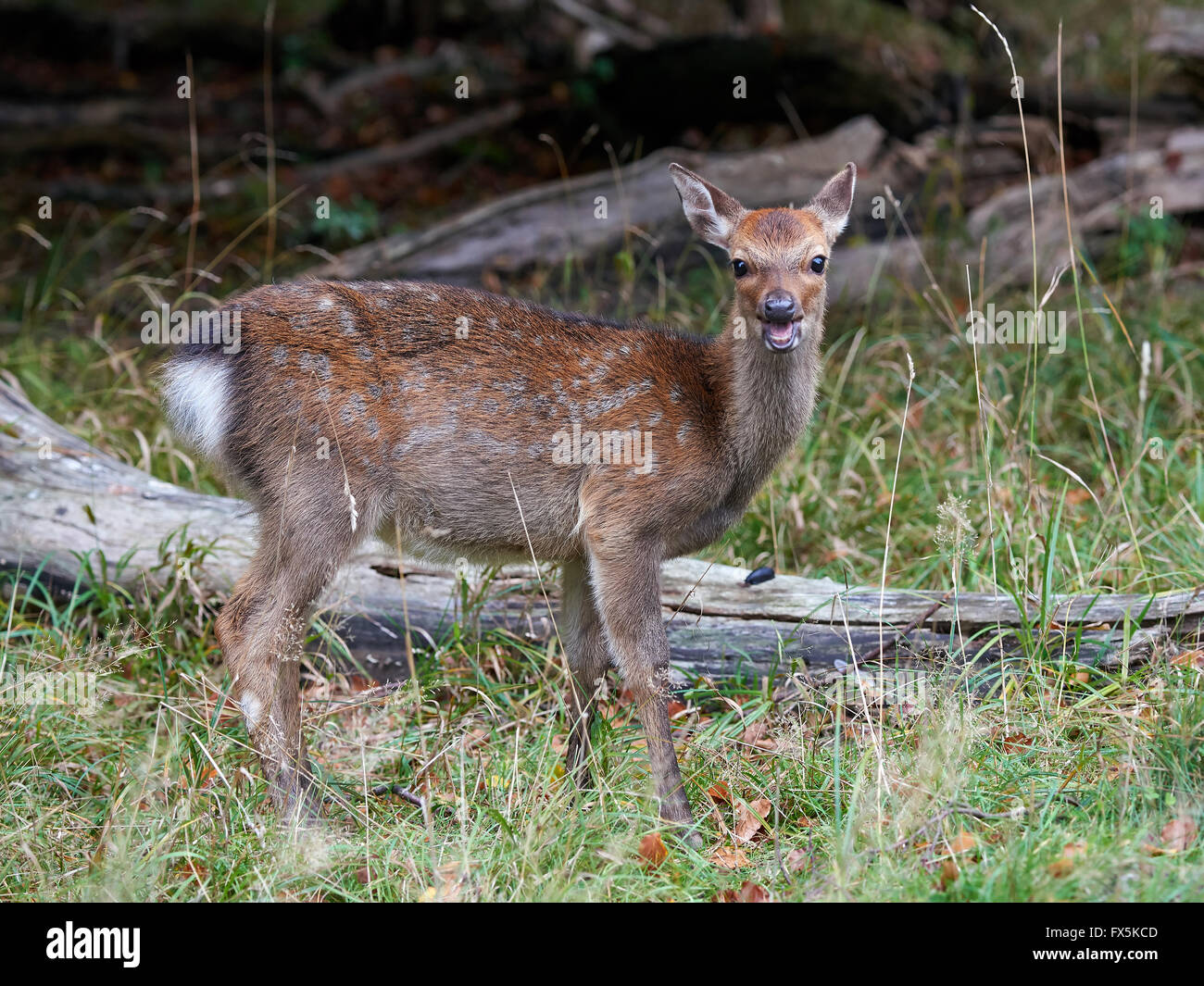 Sika Cerf Banque d'image et photos - Alamy