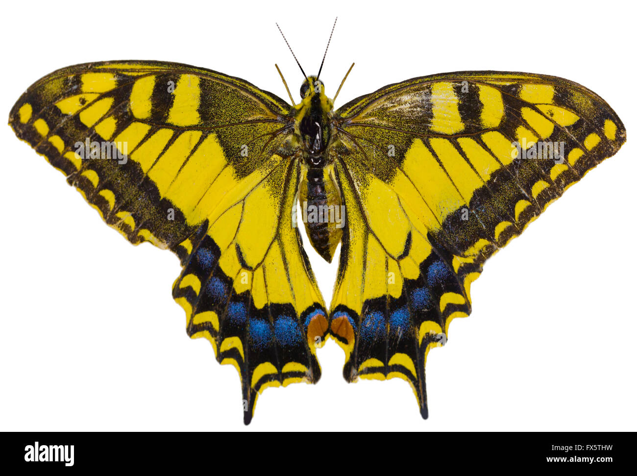 Coeur sur les ailes de papillon Banque de photographies et d’images à ...