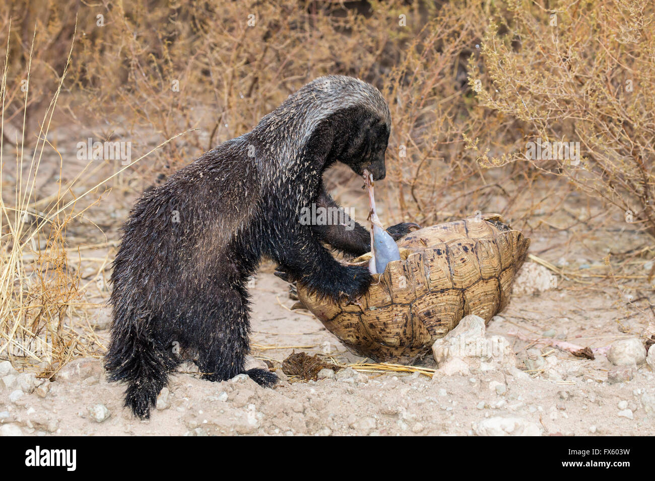 Honey Badger ou ratel Mellivora capensis (manger) leopard tortoise ...