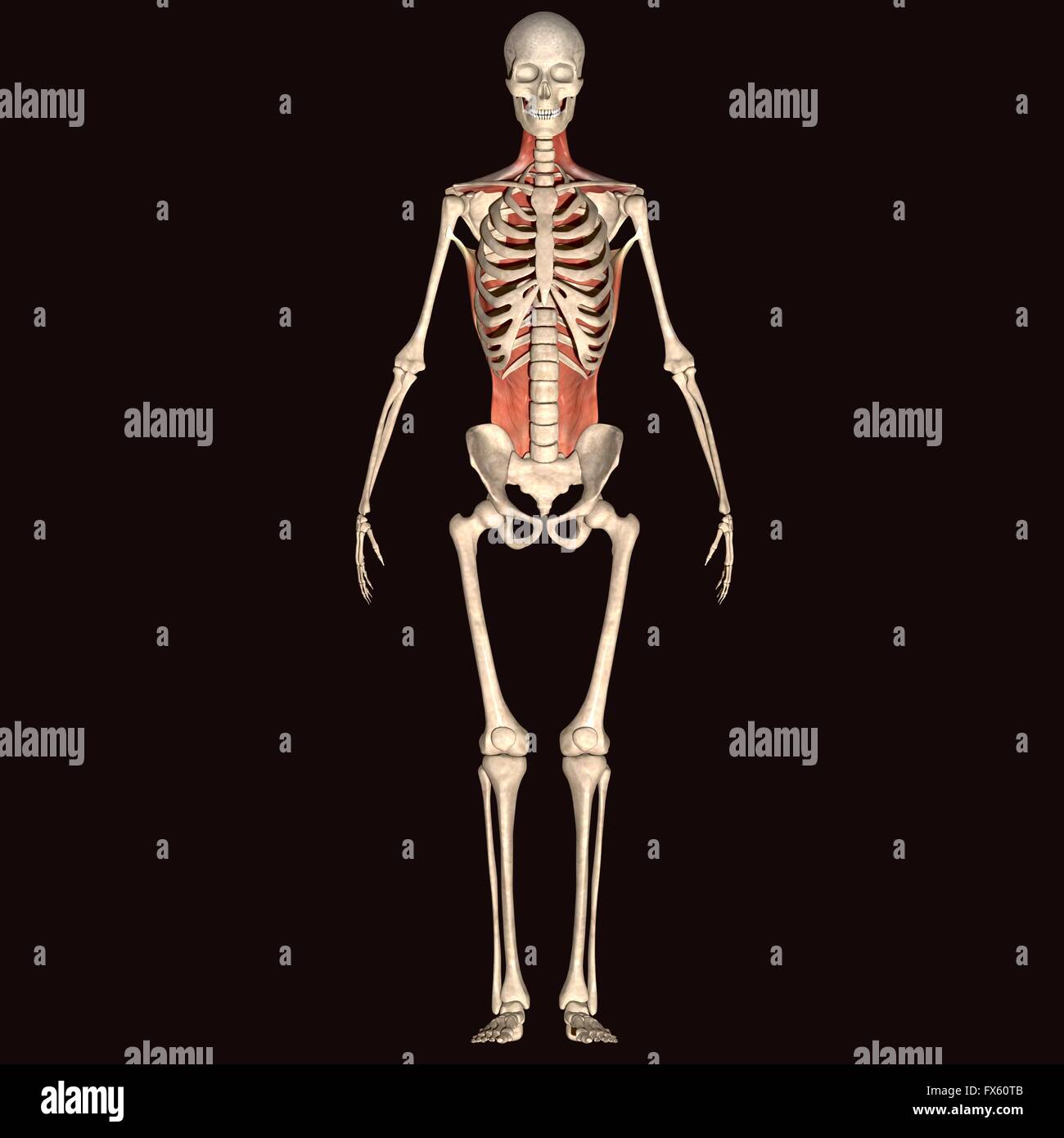 Anatomie du dos humain Banque de photographies et d’images à haute ...